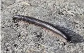 Invasive millipede spreads to other areas BIOSECURIT­Y - PressReader