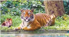 Guide to visiting Zoo Negara | The Sun (Malaysia) | PressReade­r