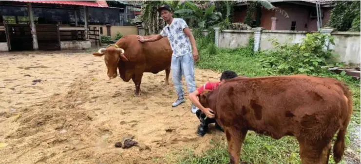 BELI 4 LEMBU SADO RM100K - PressReader
