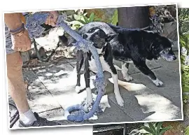 It’s all action with the Jacksons’ dogs - PressReader