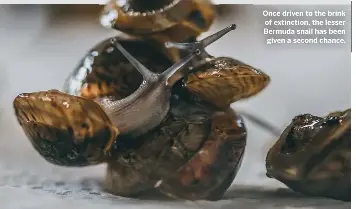 Lesser Bermuda snail - PressReader