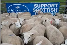 Rollercoas­ter lamb trade - PressReader