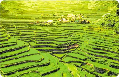THE BANAUE RICE TERRACES - PressReader