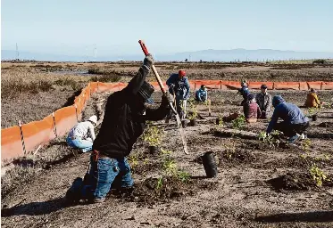 ‘Living’ levee to rise with seas - PressReader