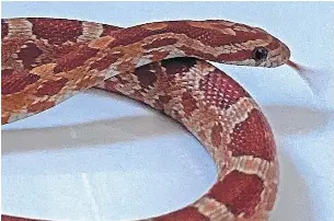 He could have been hiss-tory - PressReader