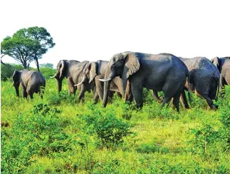 A Reserva Florestal do Golungo - PressReader