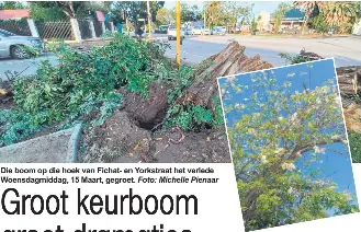 Groot keurboom groet dramaties - PressReader