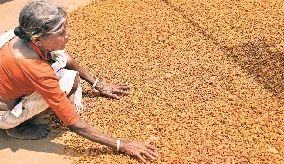 A brewing con ict over a sacred ower - PressReader