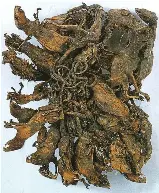 Tangled tale of rodents - PressReader