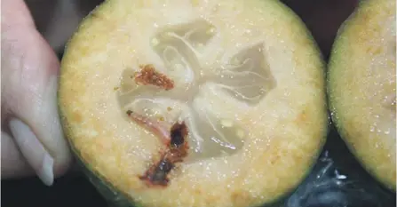 Guava moth hack: growing better feijoas - PressReader