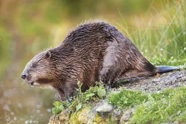 Eurasian Beaver - PressReader