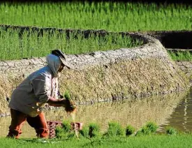 IFUGAO RICE RITUALS IN SAFE (YOUNG) HANDS - PressReader