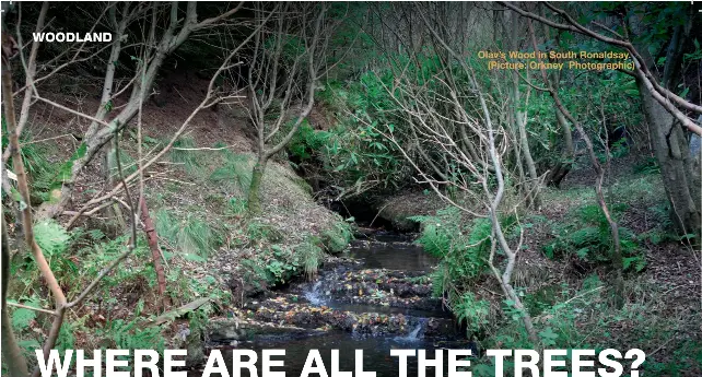 WHERE ARE ALL THE TREES? - PressReader