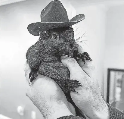 Peanut the squirrel is the subject of lawsuit - PressReader