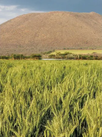 Skulddilem­ma: Land Bank raak strenger vir selfbehoud - PressReader