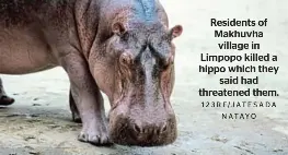 Villagers shoot and feast on ‘troublesom­e’ hippo - PressReader