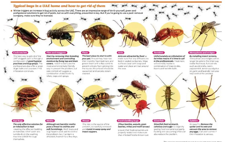 Typical bugs in a UAE home and how to get rid of them - PressReader