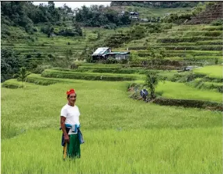 Preserving rice terraces; SNAP, Hedcor lend hand - PressReader