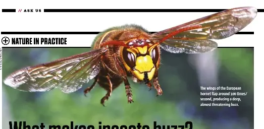 What makes insects buzz? - PressReader