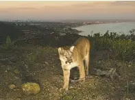 Hikers and runners are causing mountain lions to change their habits ...