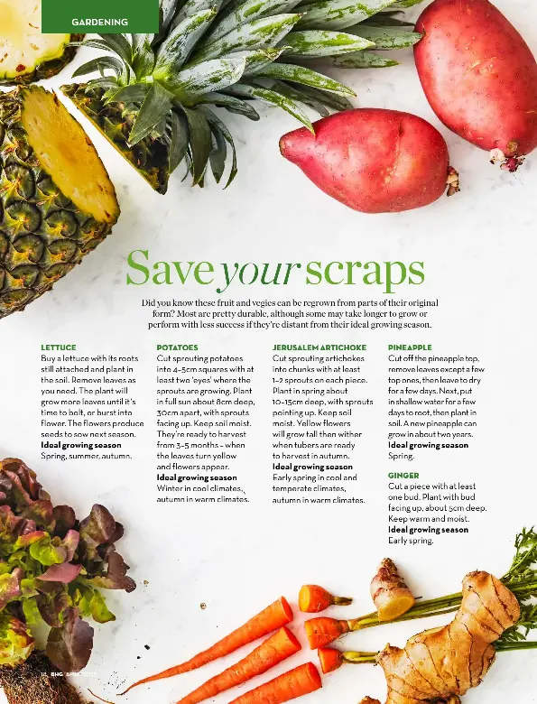 Save your scraps Celery - PressReader