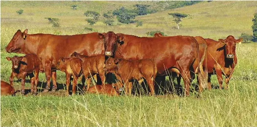 Bonsmara-telers behaal sukses in moeilike jaar - PressReader