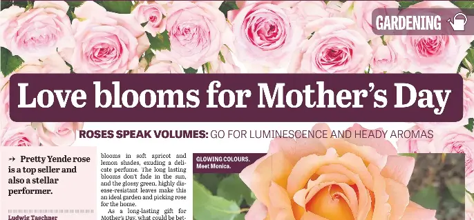 Love blooms - PressReader
