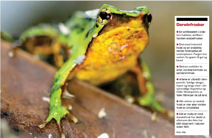 SLIK SKAL DE REDDE DARWIN-FROSKENE - PressReader