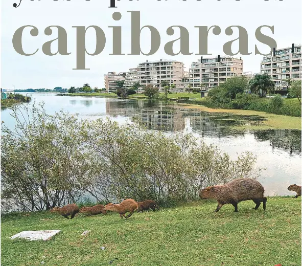 Localidad argentina ya es el paraíso de los capibaras - PressReader