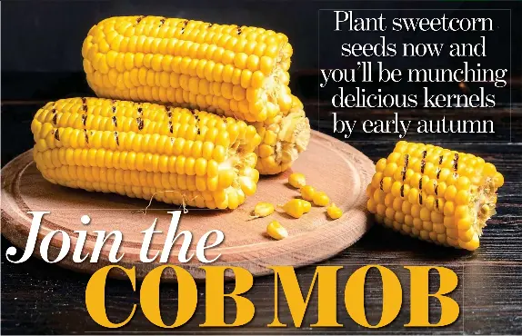 Join the COB MOB - PressReader