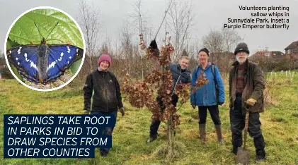 Born to rewild... volunteers’ work to attract purple butterflie­s to city - PressReader