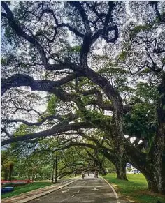 Susuri kedamaian, warisan Taman Tasik Taiping - PressReader
