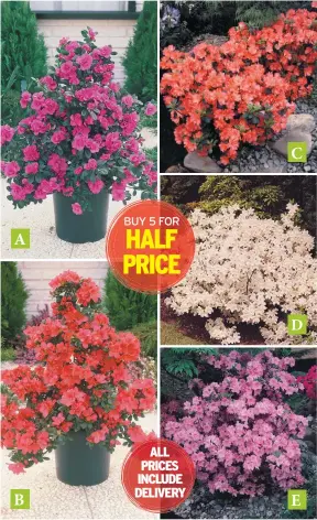 Dwarf Evergreen Patio Azaleas - PressReader
