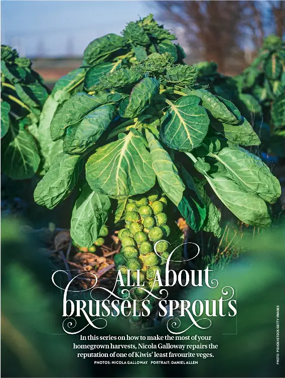 All About Brussels Sprouts - PressReader