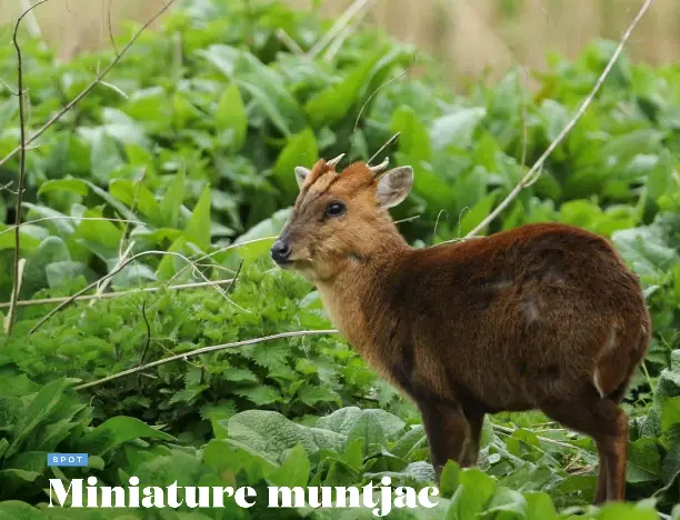 Miniature muntjac - PressReader