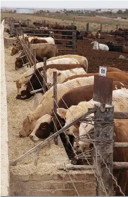 SA voerkrale help verseker gesonde beesvleis - PressReader