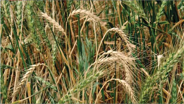 Koring: Opsies teen vrotsiekte­s - PressReader