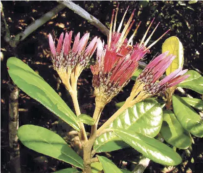 LA FLOR DE LAS MIRABAL - PressReader