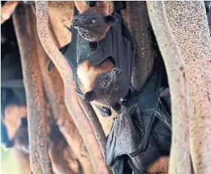 What we think we know about bats is batty - PressReader