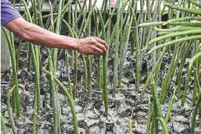 Helping to restore mangrove trees - PressReader