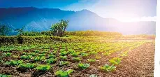 Plant saam met die maan - PressReader