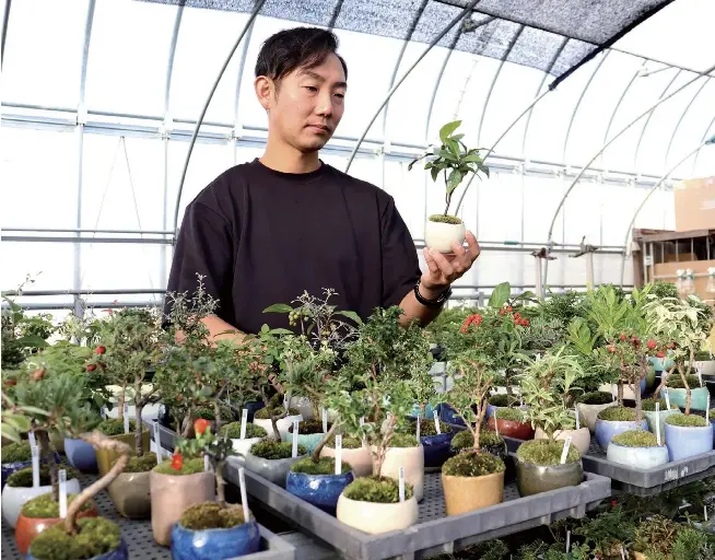 Mini bonsai grow in popularity in Japan and abroad - PressReader