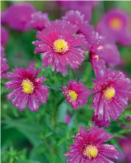 PANNY LAING’S TOP TIPS - PressReader