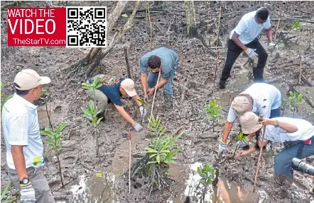 Case of falling trees being looked into - PressReader