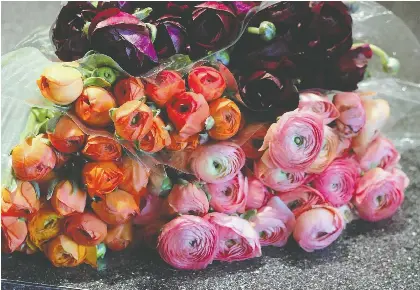 HOW TO GET YOUR RANUNCULUS TO BLOOM - PressReader