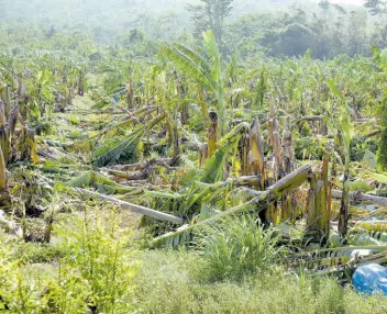 Banana losses at $2.1 billion, with 74% crop destructio­n - PressReader