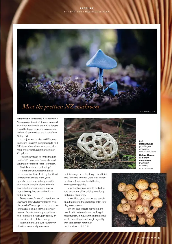Meet the prettiest NZ mushroom - PressReader