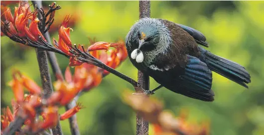 Welcome to Remuera’s secret garden - PressReader