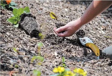 Here’s why digging in the dirt is good for you - PressReader
