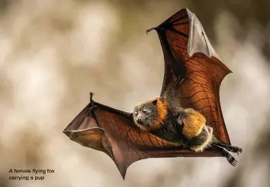 Flying foxes - PressReader